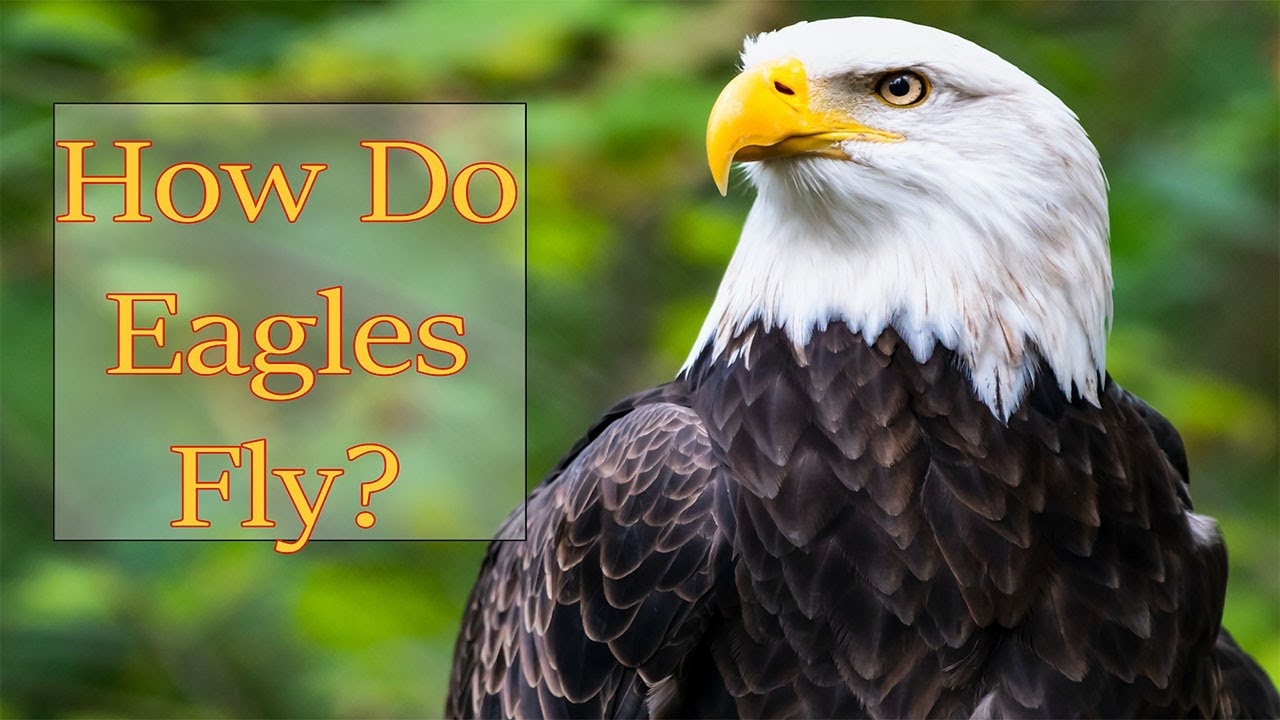 How Do Eagles Fly? - YouTube