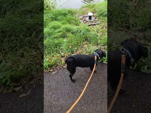 Leicestershire Dogs/Dasher 5 stunning 5 years old Dashound Cross 2023 ...