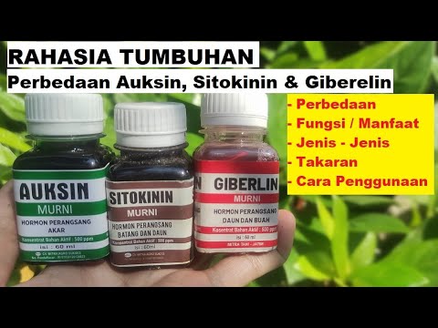 Perbedaan Auksin, Sitokinin & Giberelin, Fungsi / Manfaat, Jenis, Cara ...