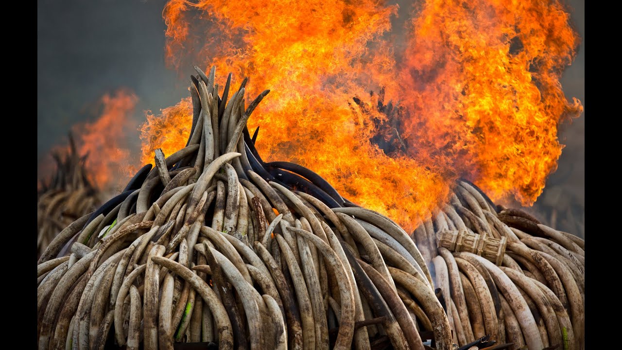 Poaching is a problem I need your help - YouTube