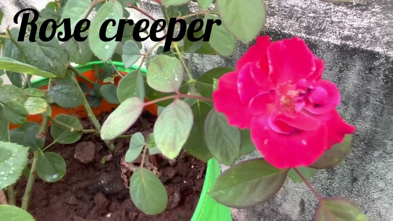 Rose creeper| Red roses - YouTube