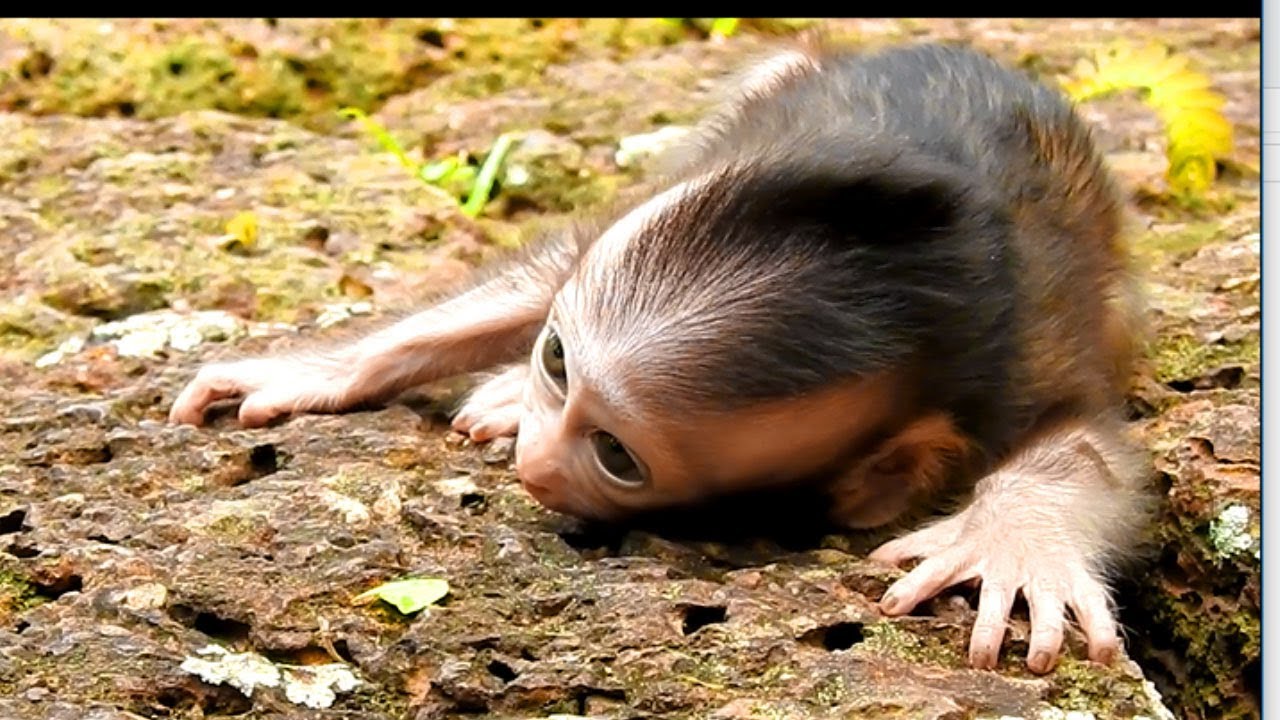 First Time See Baby Polly Get Angry With Popeye So Much| Polly Cry So ...