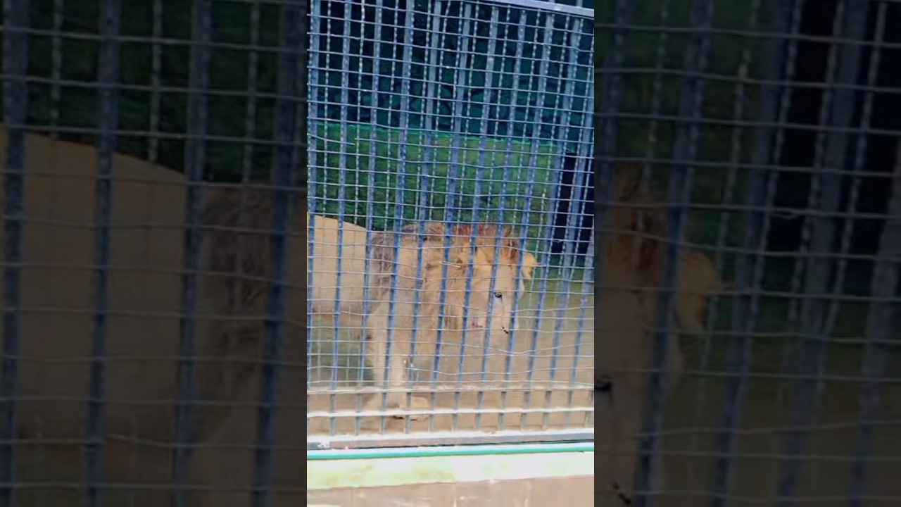 unstoppable Lion 🦁🦁🦁 #unstoppable - YouTube