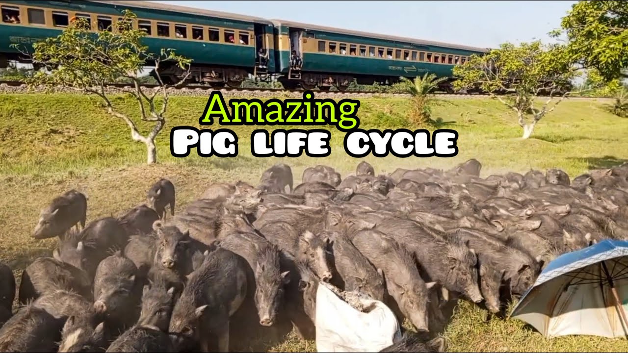 animals video~day in the life with guinea pigs.pig life cycle.videos ...