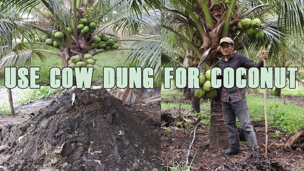 How To Use Cowdung as Fertilizer For Coconut - Tip To Fertilizer ...