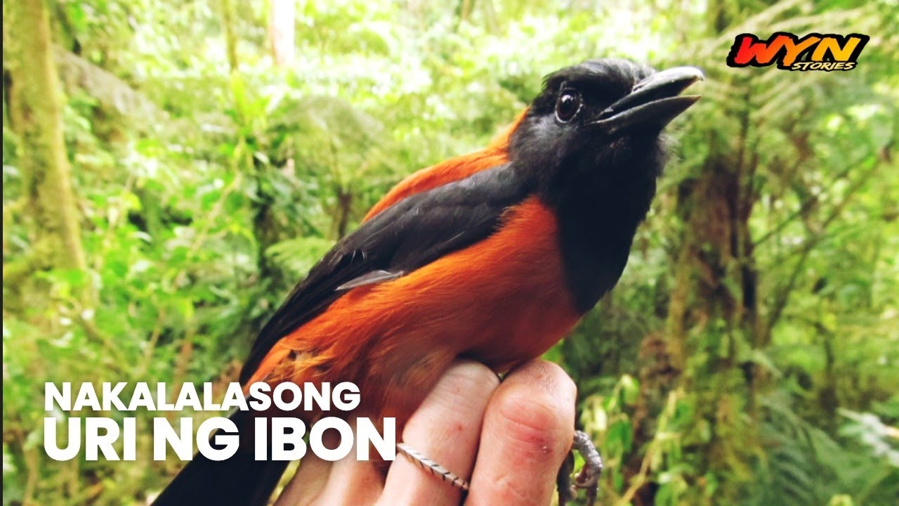 Ang Nakalalasong Uri ng Ibon - Hooded Pitohui Bird - YouTube