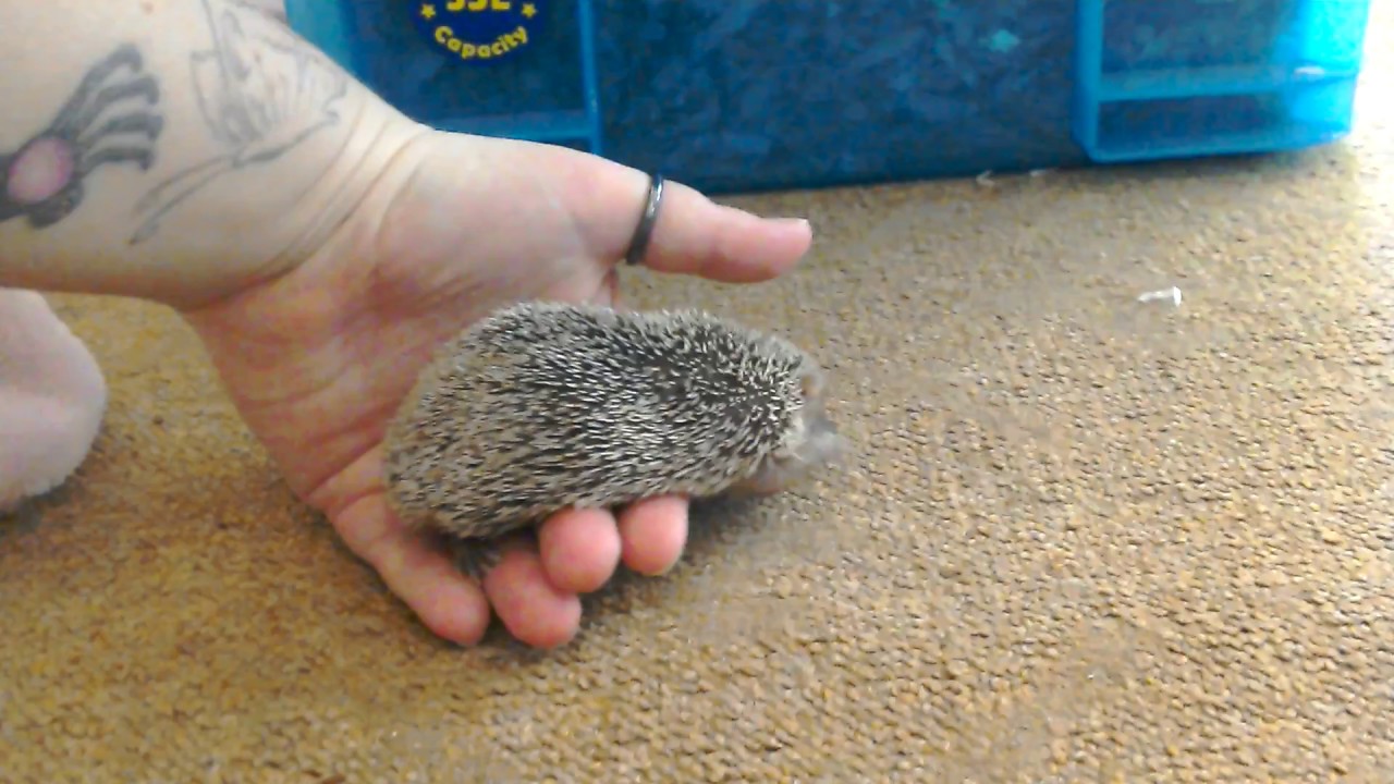 Mimic - Lesser Hedgehog Tenrec. Suspected Metabolic bone disease. - YouTube