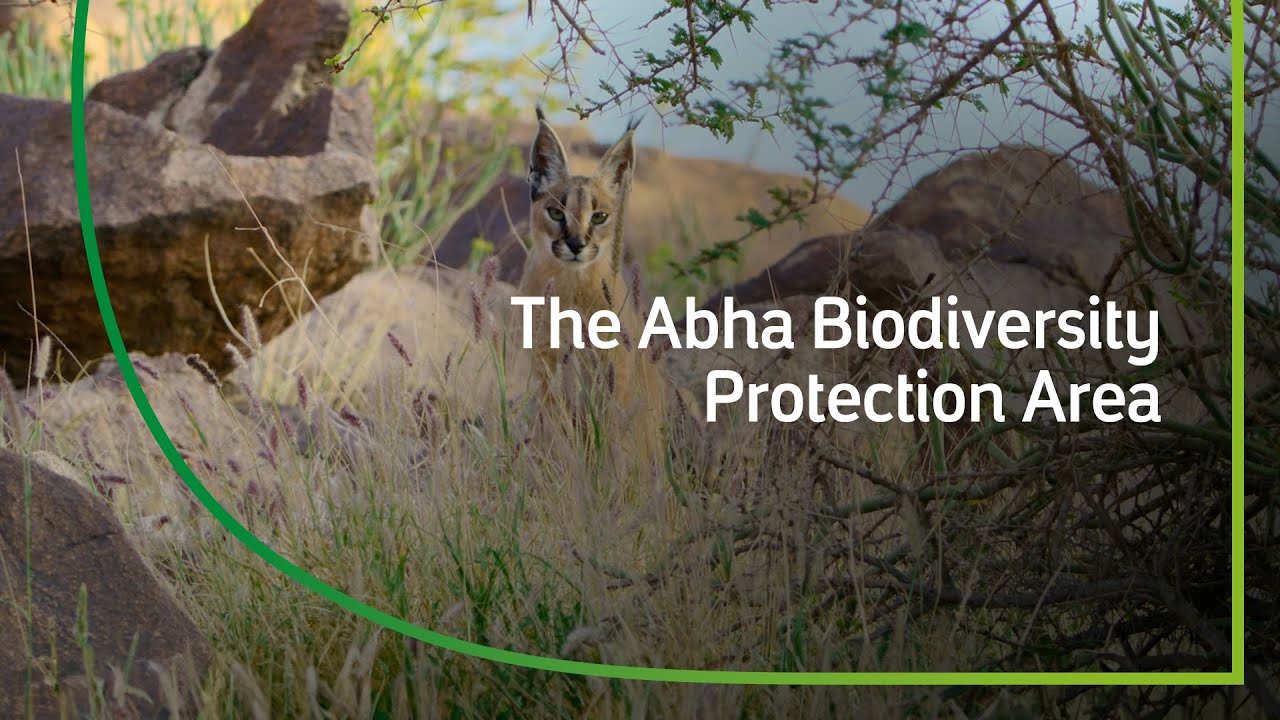 How We Support Biodiversity in The Kingdom's Asir Mountains | Our ...