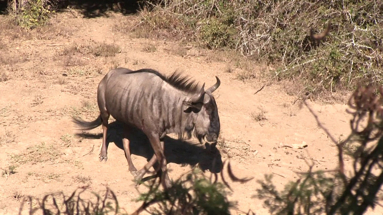 Over 30 Archery shots on wild game - YouTube