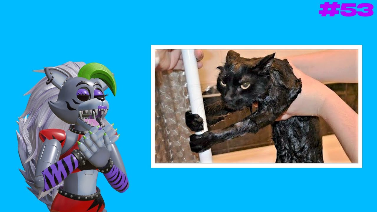 Roxanne Wolf REACTS to Cat Memes Part 53 - YouTube