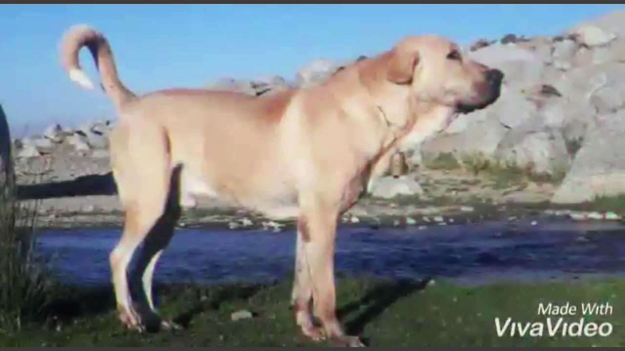 Breed ️ PSHDAR DOG سەگی پشدەری‎ - YouTube