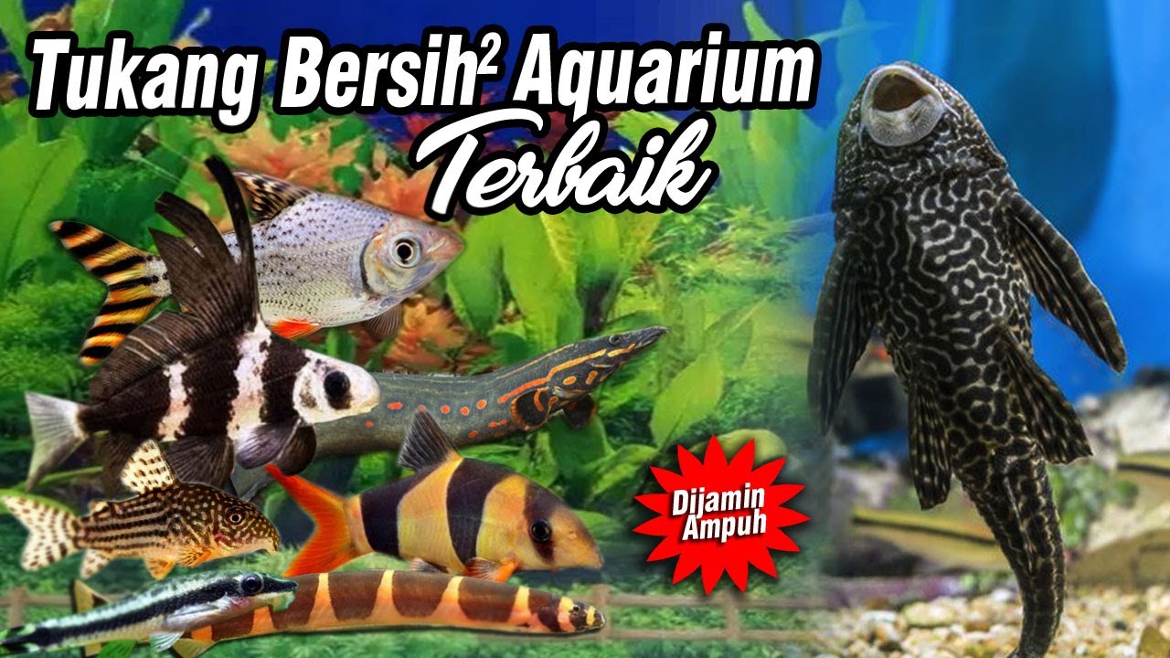 17 Ikan Pembersih Aquarium Terbaik, Pemakan Alga, Lumut dan Sisa Sisa ...