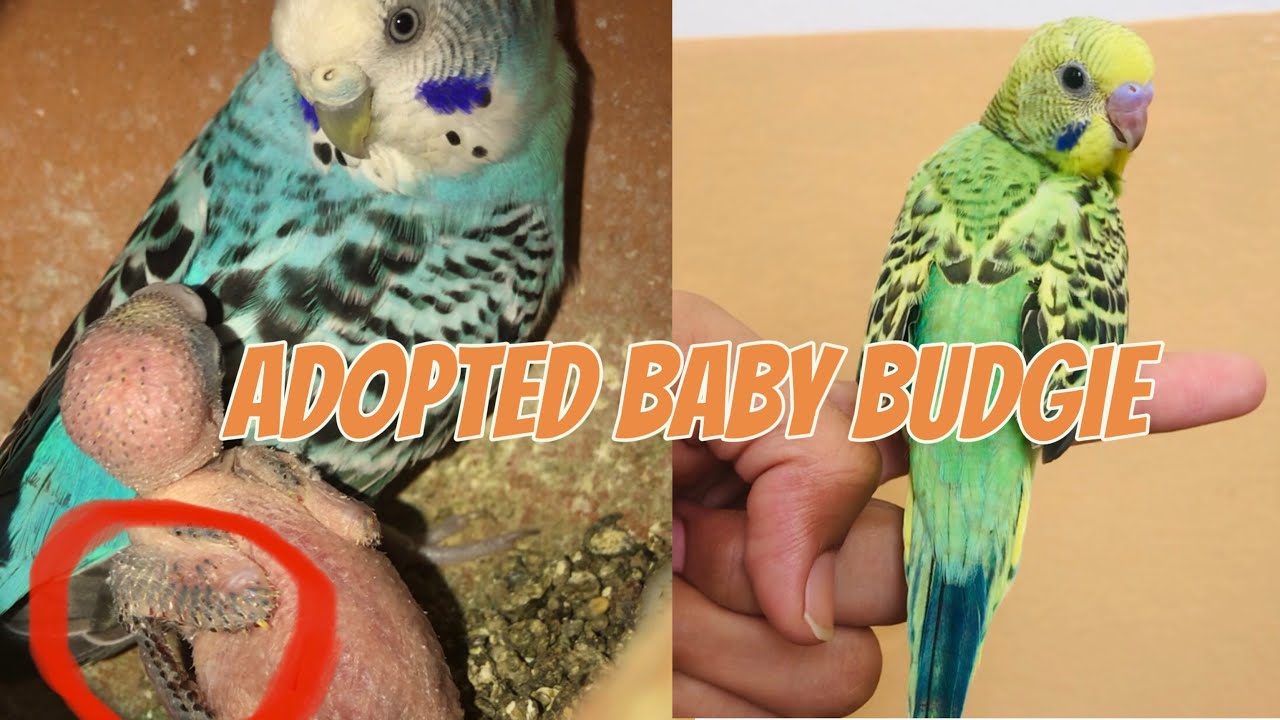Budgie growth stages | Adopted baby budgie ⁠@Bird-Nuggets # ...