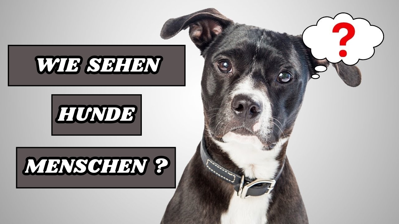 Denken Hunde, dass Menschen auch Hunde sind? - YouTube