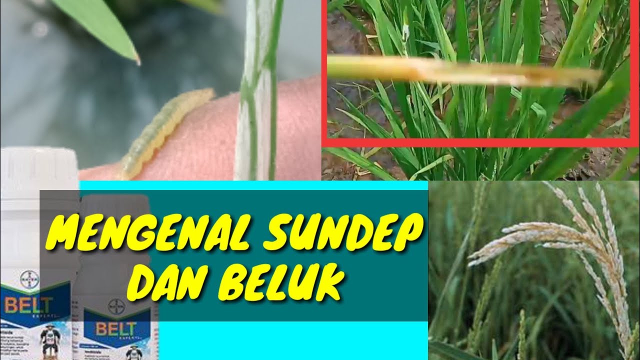 Sundep dan beluk pada tanaman padi - YouTube