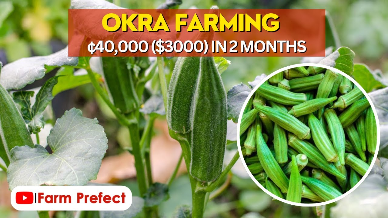 Detailed Guide on Okra Farming - YouTube