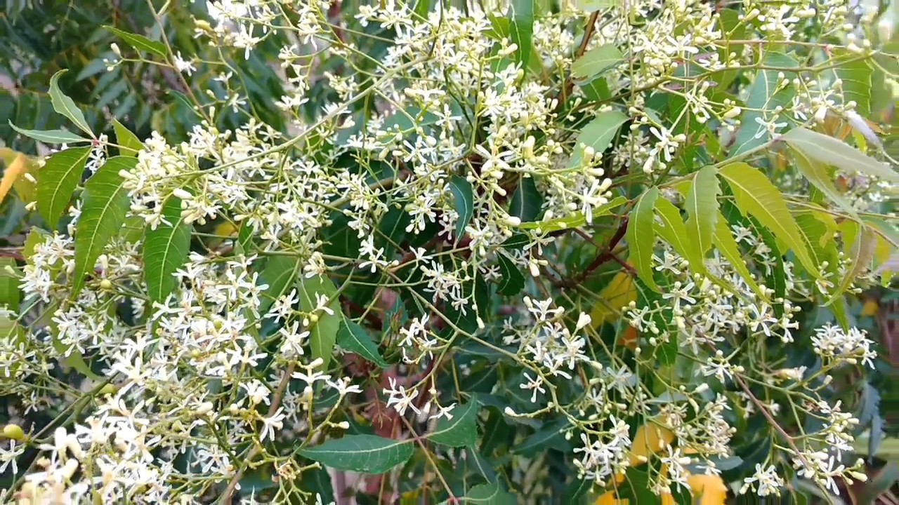 Árvore do neem em floração - YouTube
