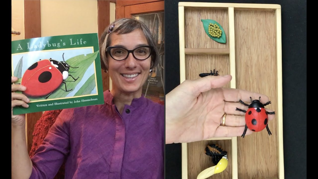A Ladybug's Life | Ladybug | Life Cycle | Science | Preschool | Read ...