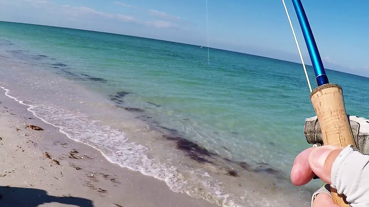 Beach Snook Sarasota 2020 - YouTube
