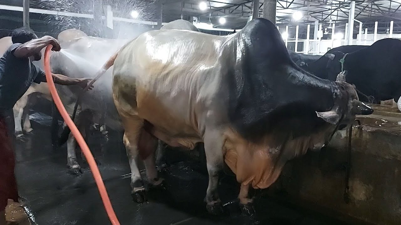 Heavyweight Cow Bath Video Part-9 | Al-Madina Cattle Farm | Biggest Cow ...