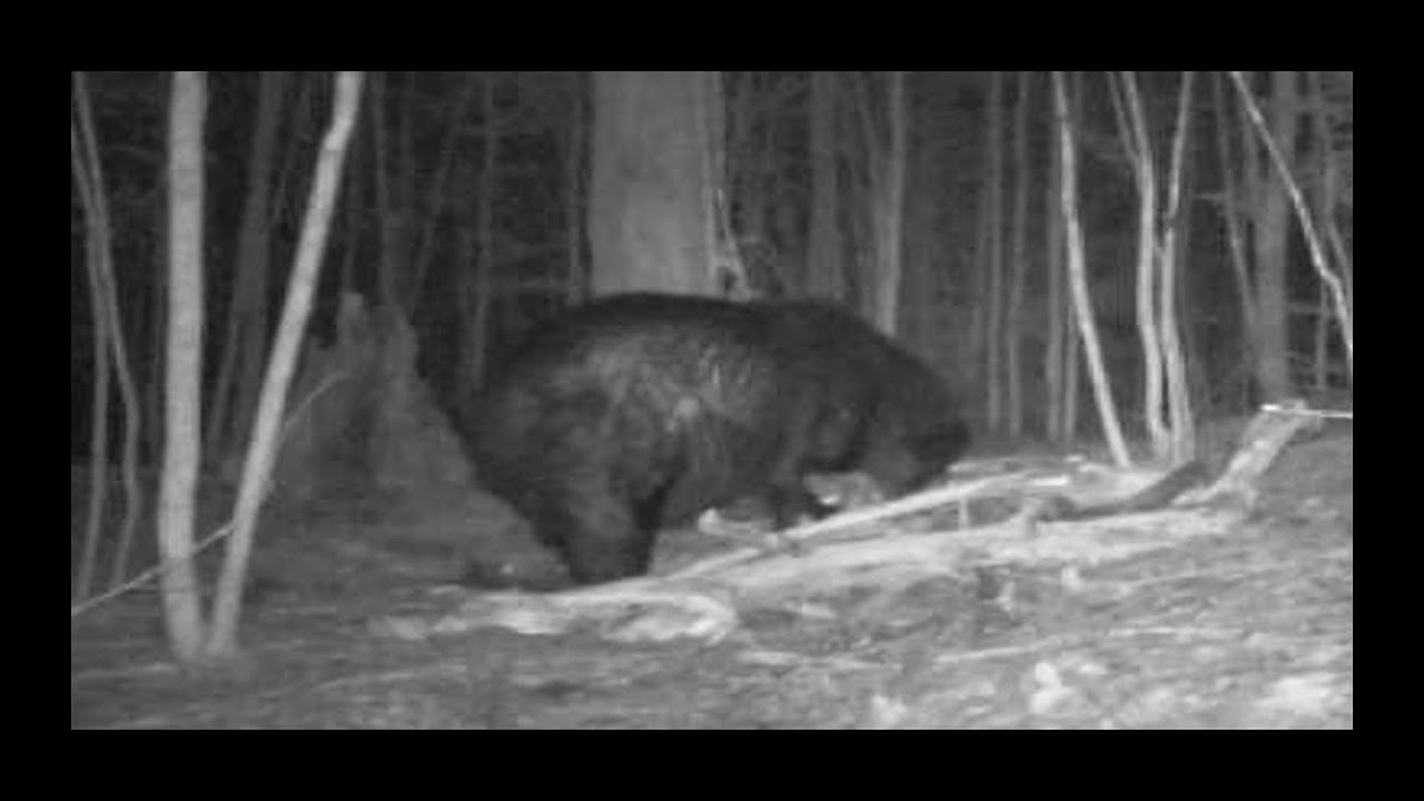 BIG Black Bear on Trail Camera - How big? - YouTube