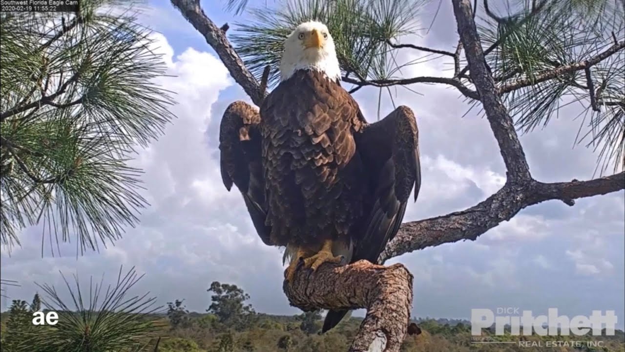 Wed Feb 19/2020 SWFL Eagles.. Harriet shows her brood patch.. - YouTube