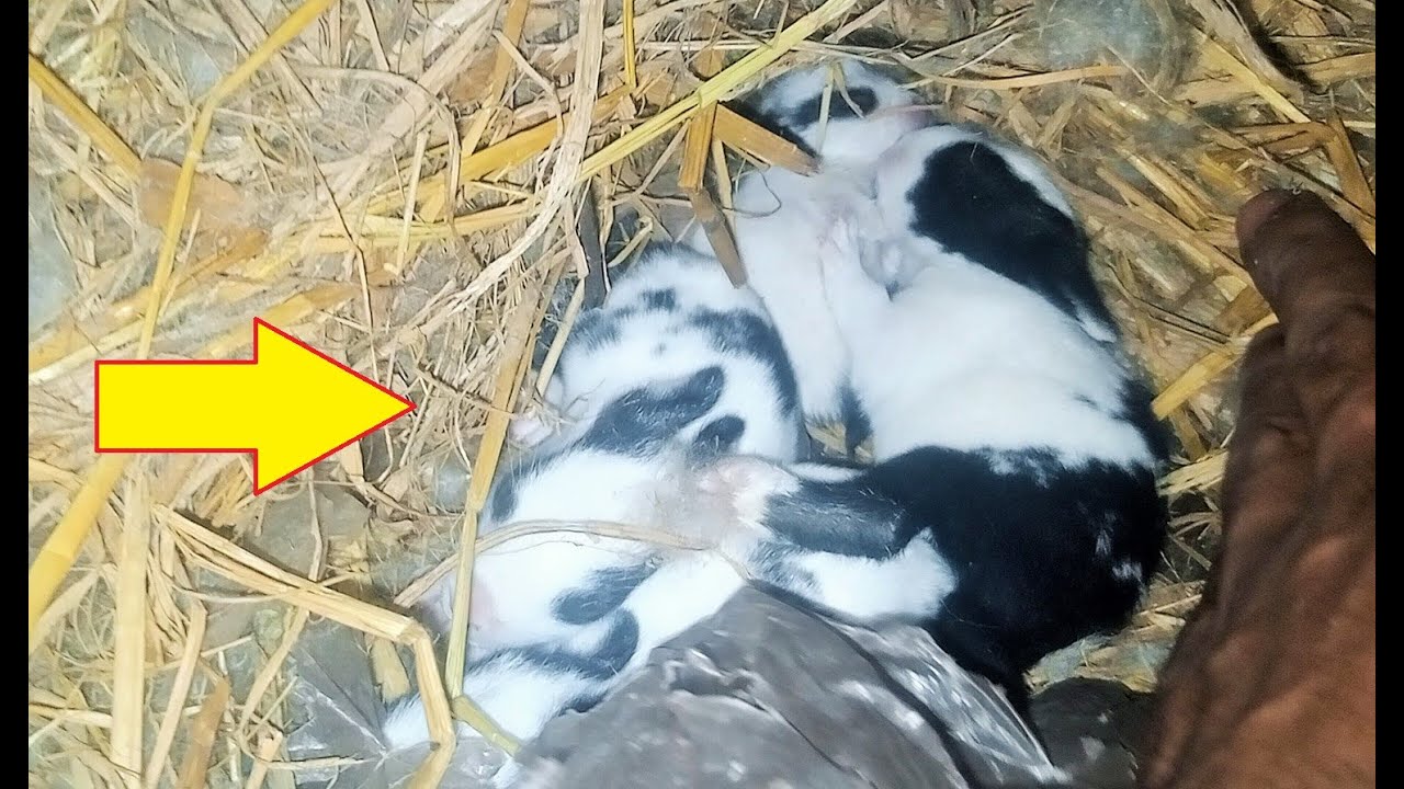 7 days old rabbit babies - YouTube