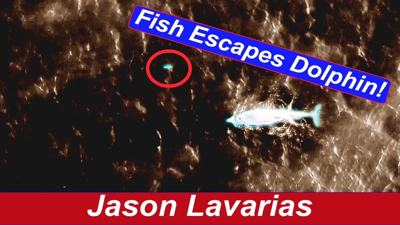 Wait for it... Watch how this fish escapes the dolphin! - YouTube