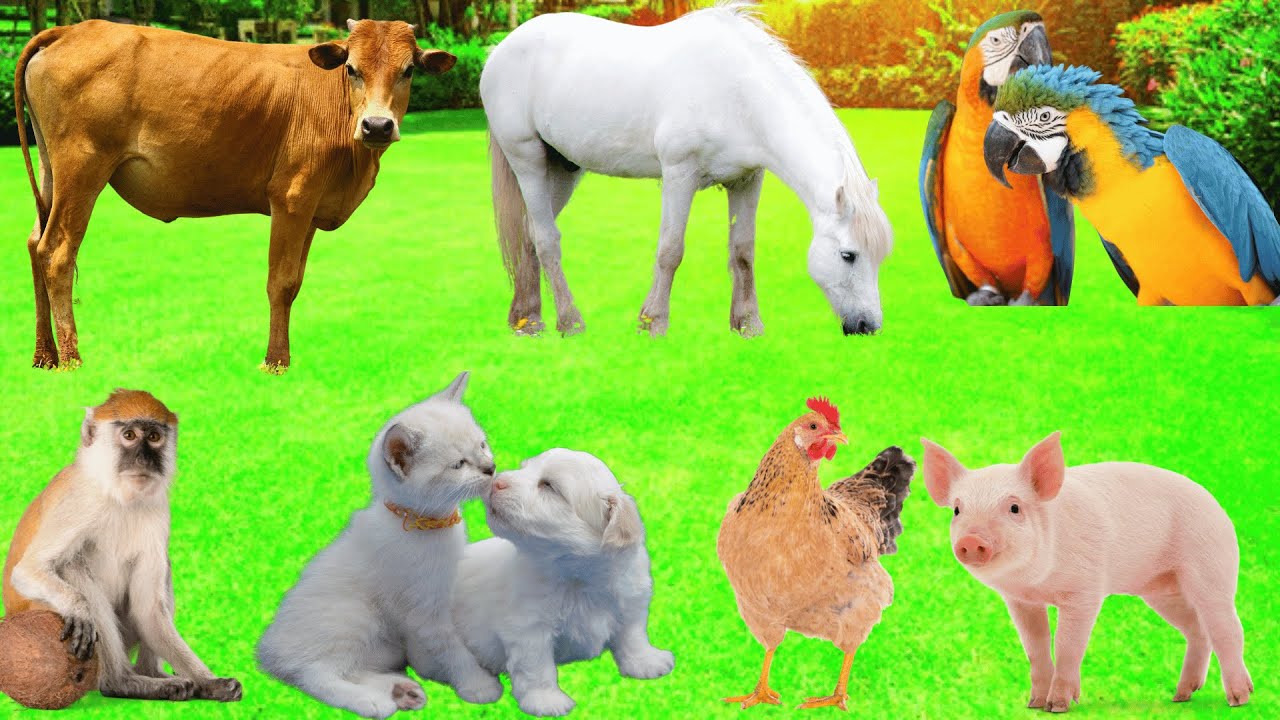 "Real Animal Sounds | Farm, Wild, and Exotic Animals Noises | Nature ...