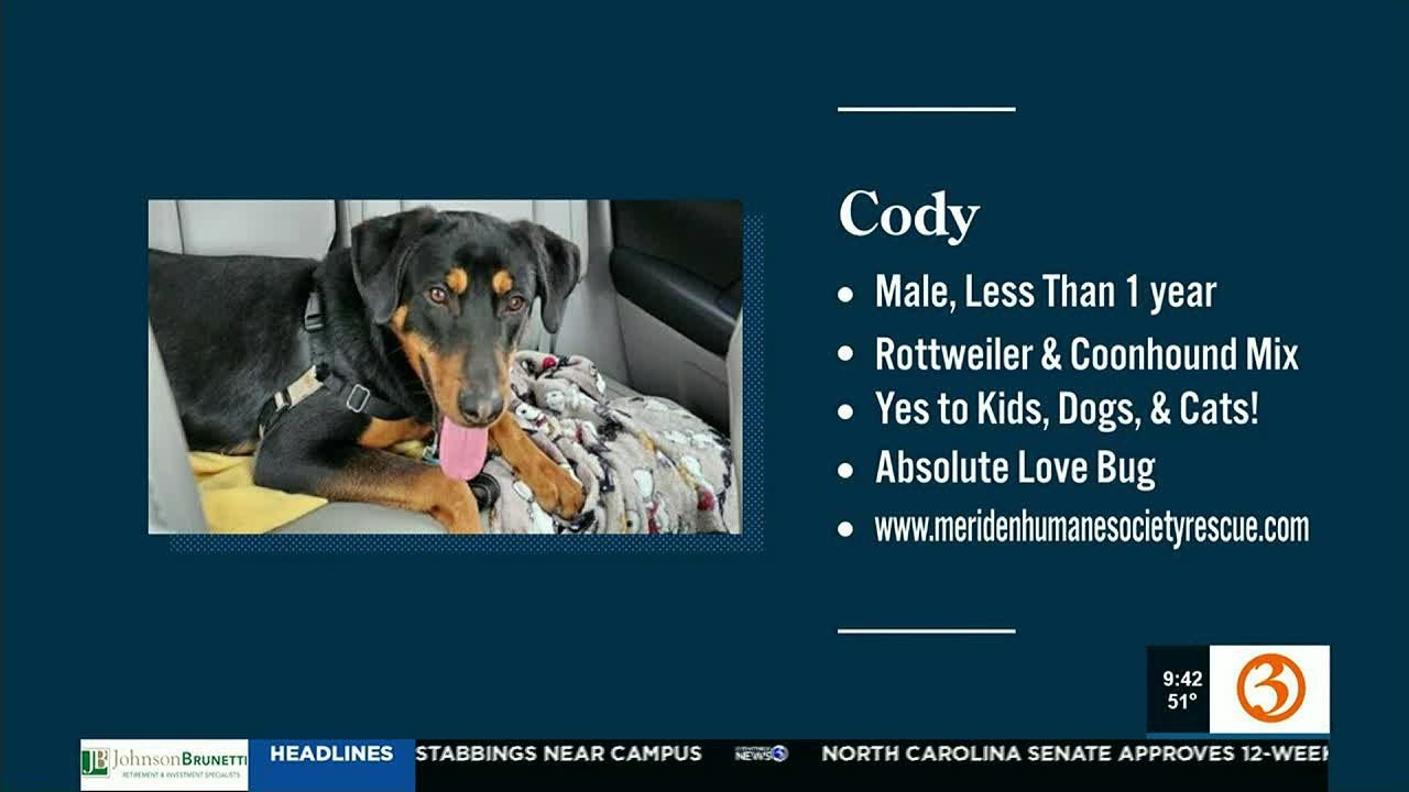 LOST & POUND: Adoptable pets at the Meriden Humane Society - YouTube