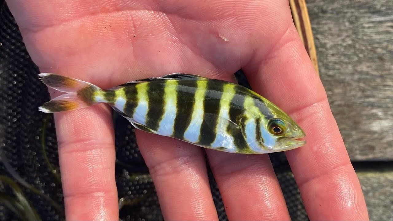 Northern Stargazer, Banded Rudderfish, Orange Filefish, Striped ...