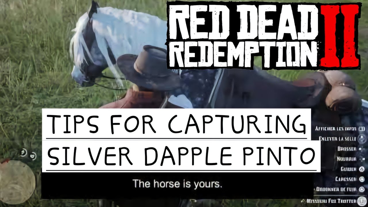 HORSES MISSOURI FOX.THE SILVER DAPPLE PINTO MISSOURI FOX TROTTER, iS ...