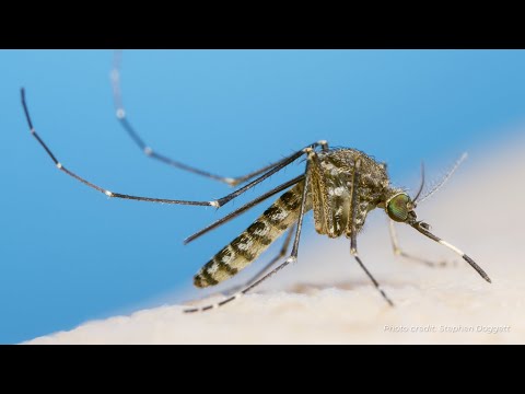 Which Disease Is Caused By Culex Mosquitoes