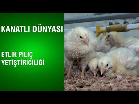 Kanatlı Dünyası | Etlik Piliç Yetiştiriciliği