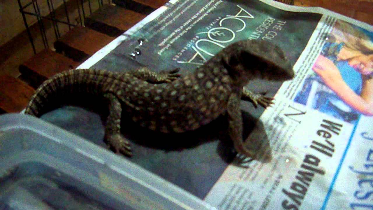 Savannah Monitor feeding (fuzzy mice # 2) - YouTube