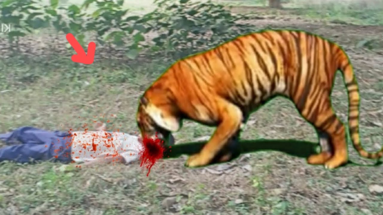 Tiger attack in the jangel| Tiger attack in the forest|Royal Bangal ...