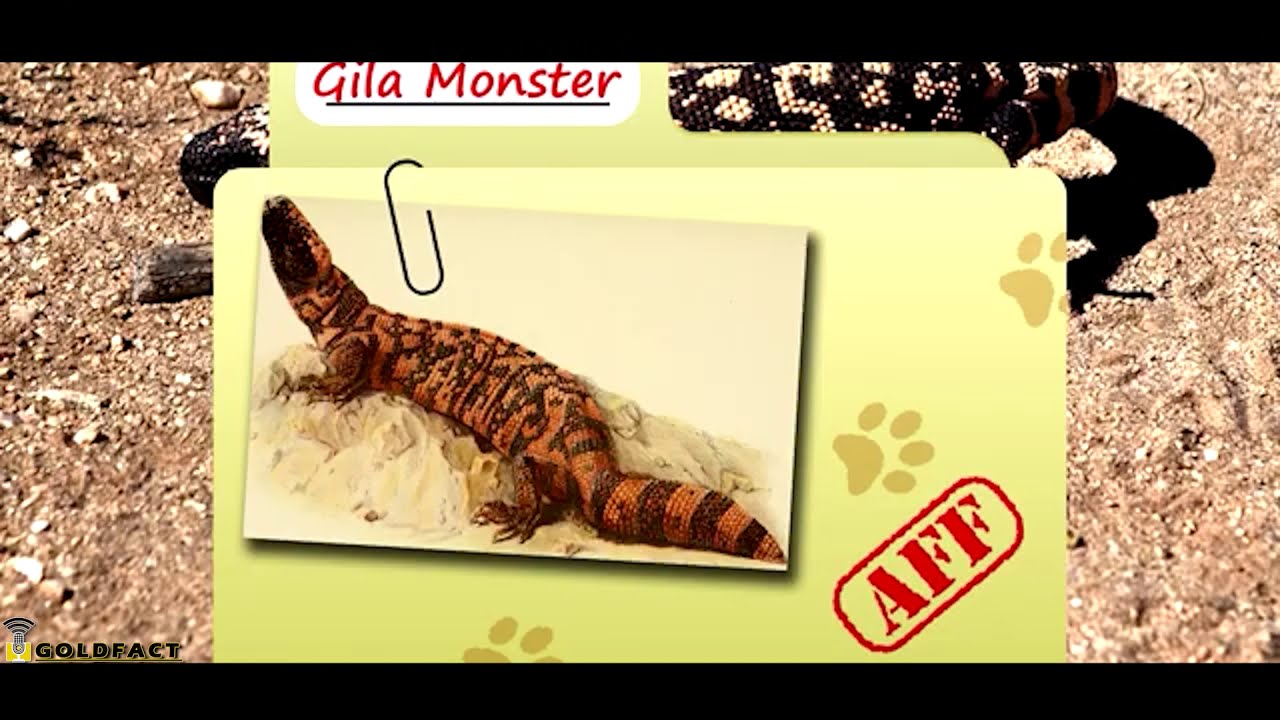 Gila Monster Facts | Lizards with venom - YouTube