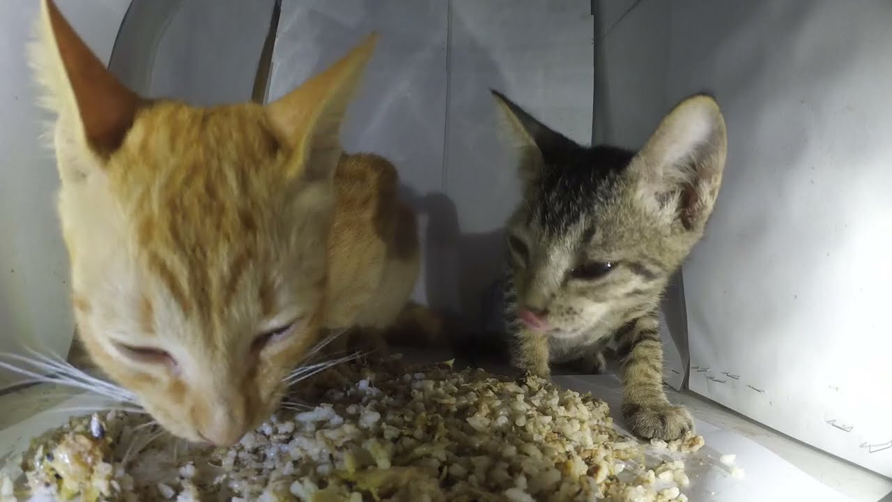 very hungry male kitten and aunt Cat are eating together - YouTube