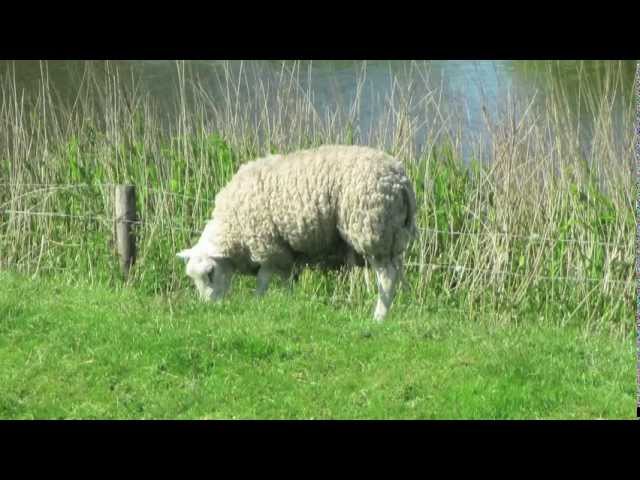 Schapen Gif Schaap Boerderijdieren Schapenwol Gratis Foto Op Pixabay