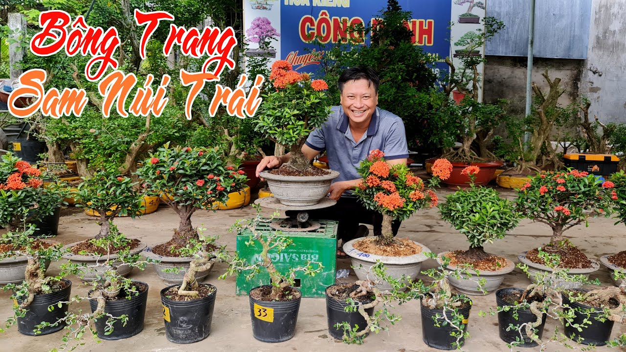 Sam Núi Trái, Bông Trang bonsai X giao lưu 7/5 #0965188838 nhà vườn ...