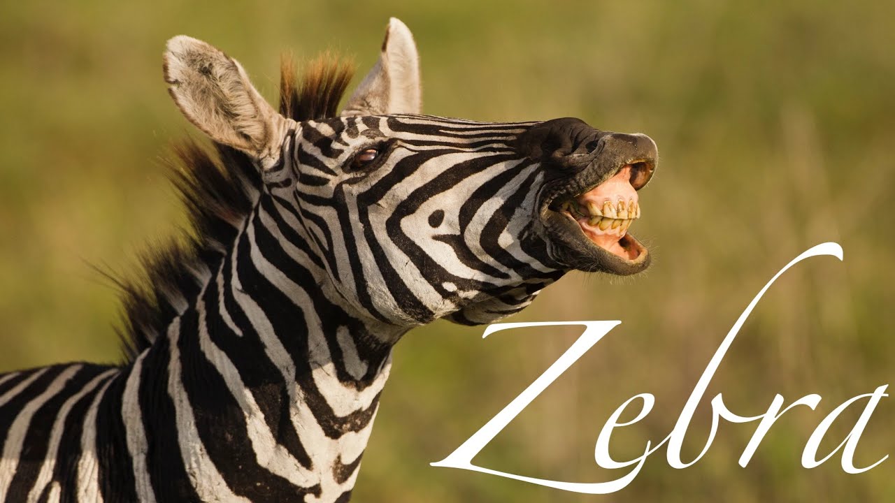 Zebra - Animal Sounds - YouTube