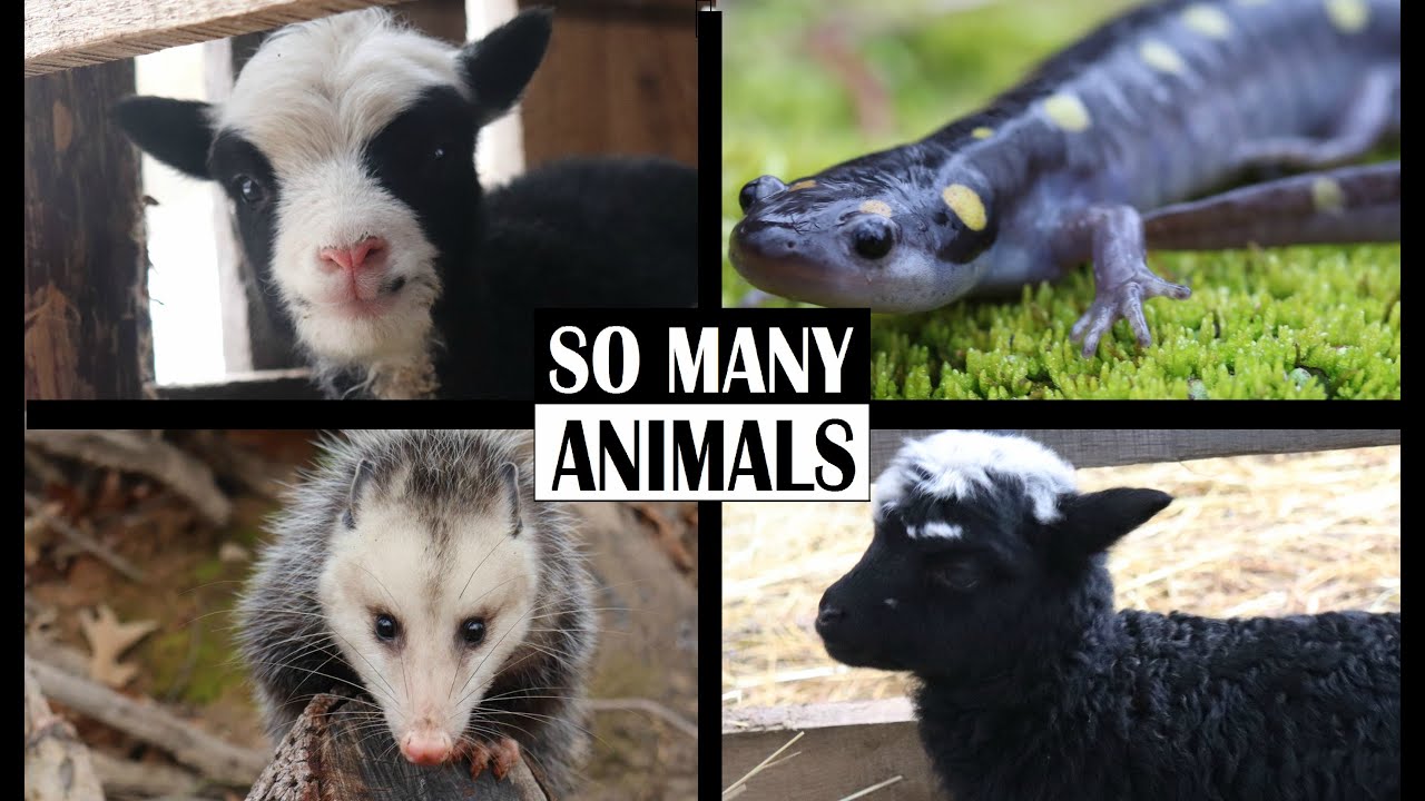 SO MANY ANIMALS WELCOMED ME HOME - YouTube