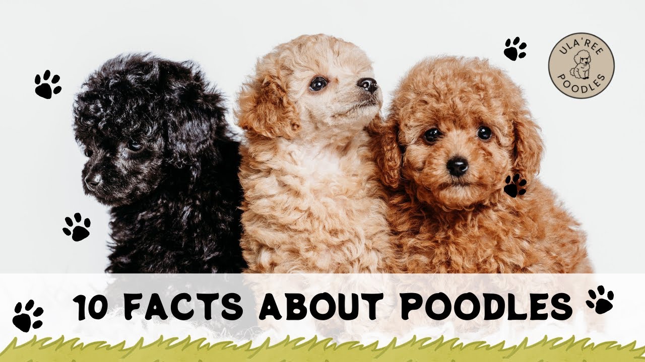 10 Facts About Poodles - YouTube