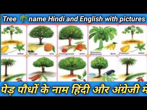 Tree 🌴 name Hindi and English with pictures पेड़ पौधे के नाम हिंदी और ...