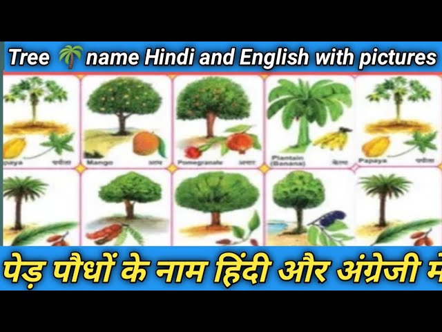 Names Of Trees In Hindi Jacaranda Tree | Naturally Beautiful...
