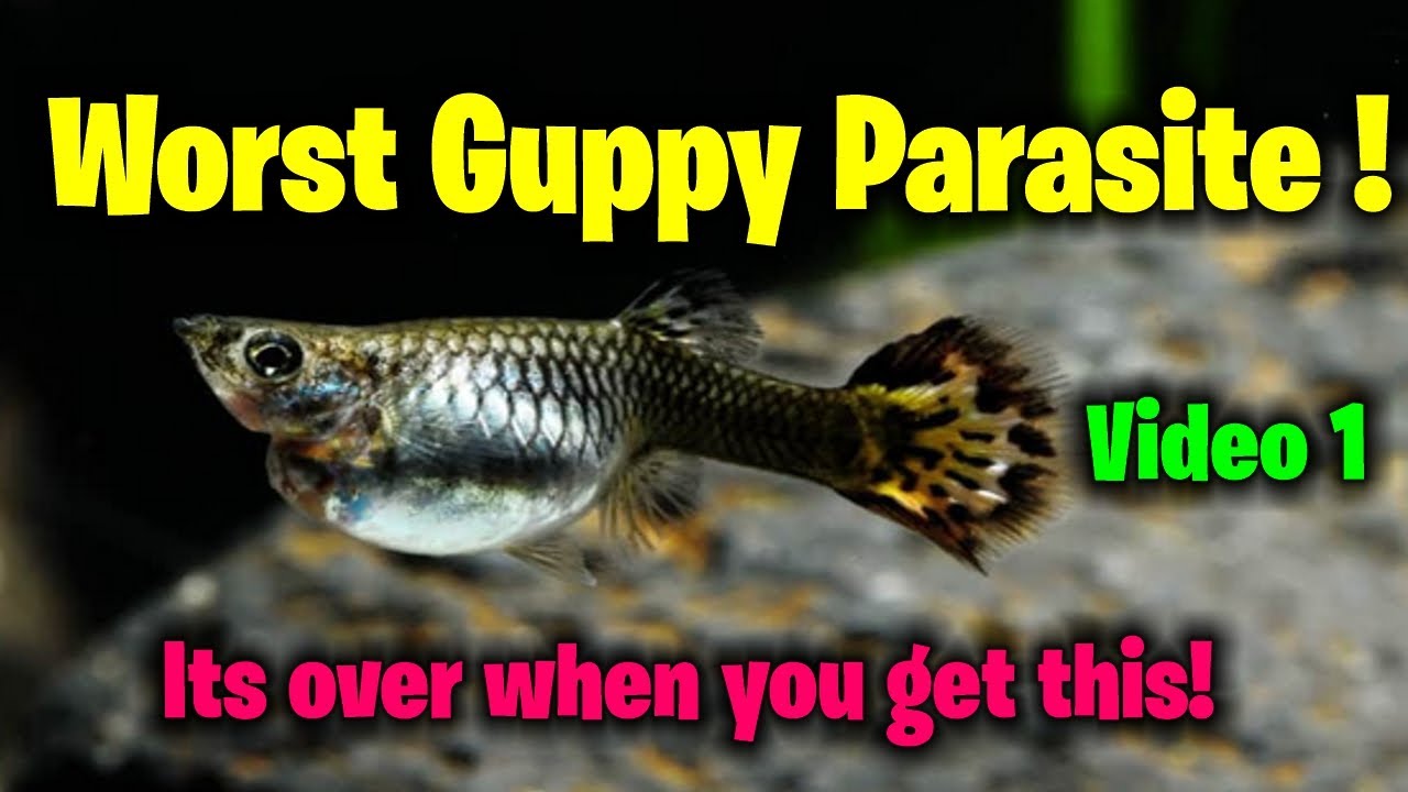 Worst Guppy parasite - Tetrahymena !! vid 1 skin scrape - YouTube
