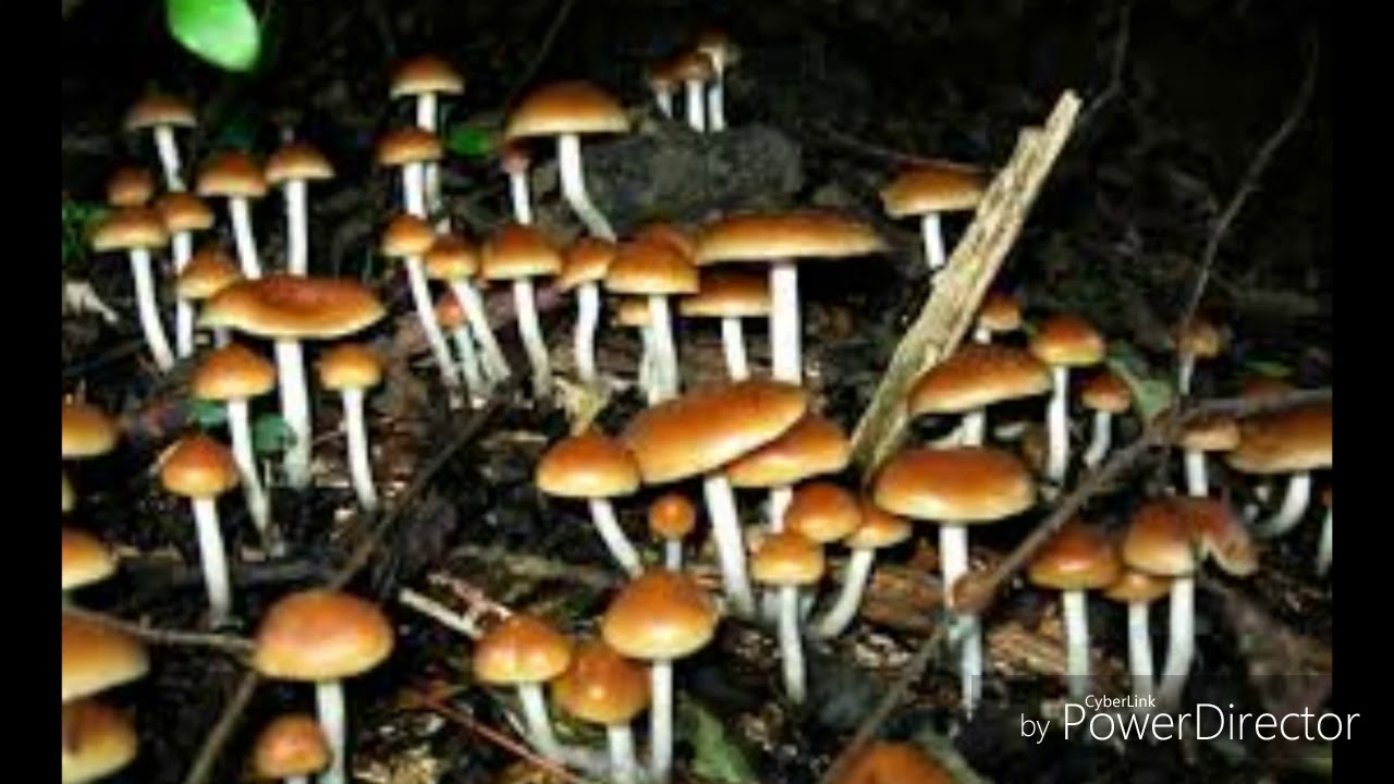 Shaman type beat - YouTube