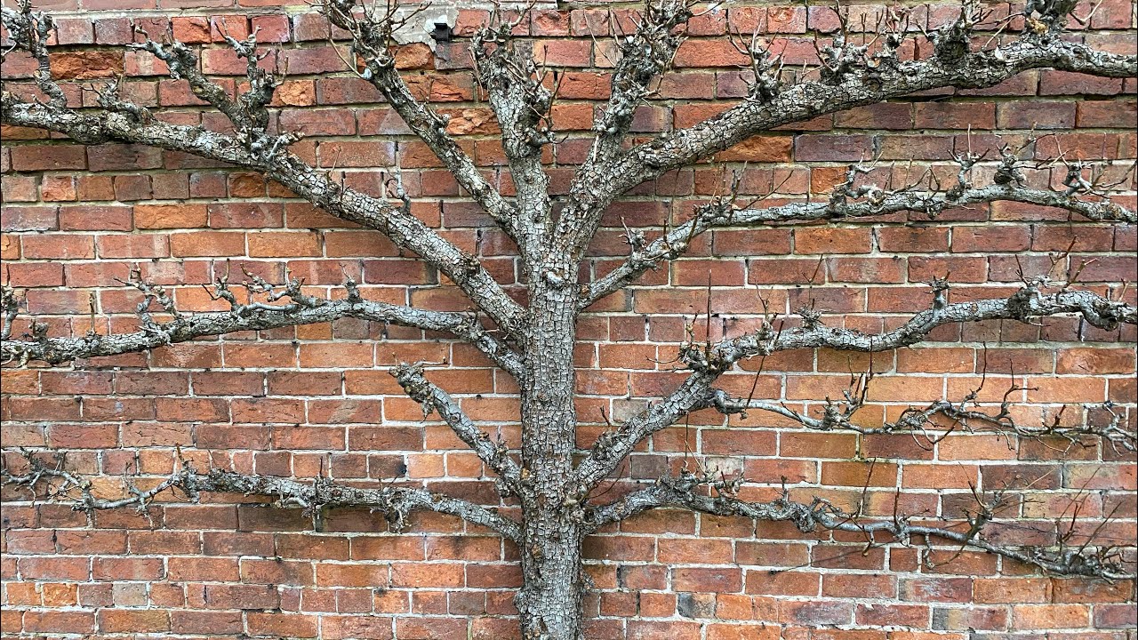 Winter prune on very old pear trees 🌳 @Gardenguru604 - YouTube