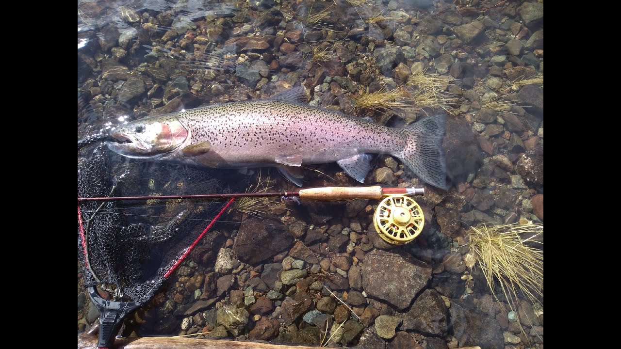 Redington PATH 8wt STEELHEAD LAKE FISHING. - YouTube