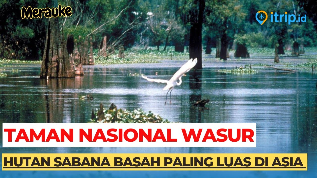 Taman Nasional Wasur Merauke, Hutan Lahan Basah Terluas di Asia & Rumah ...